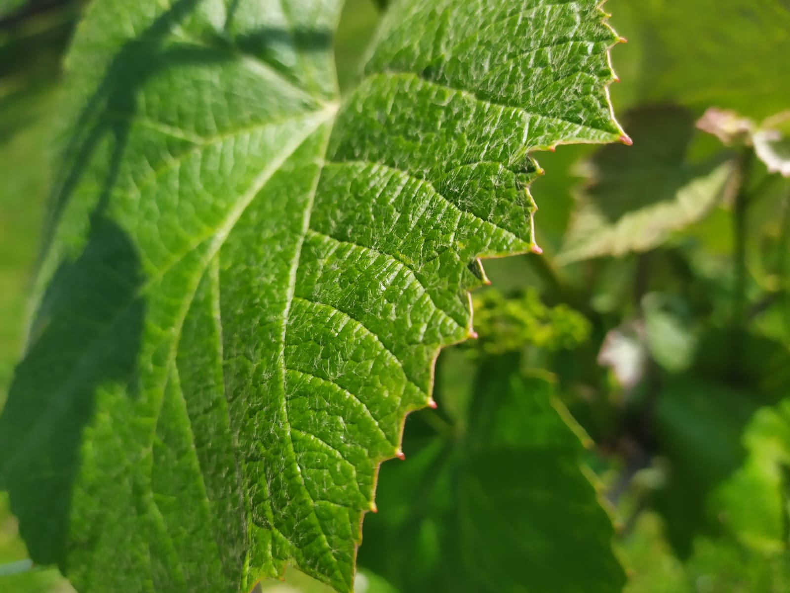 Faticare insieme - Get up and Walk